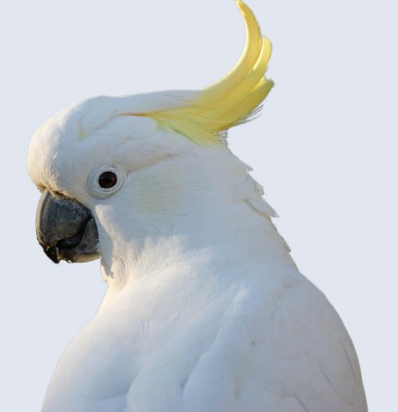Birdseed.co.nz - Shop All Things Birds