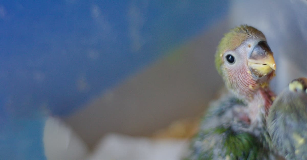 Anything Birds Blog - Birdseed.co.nz